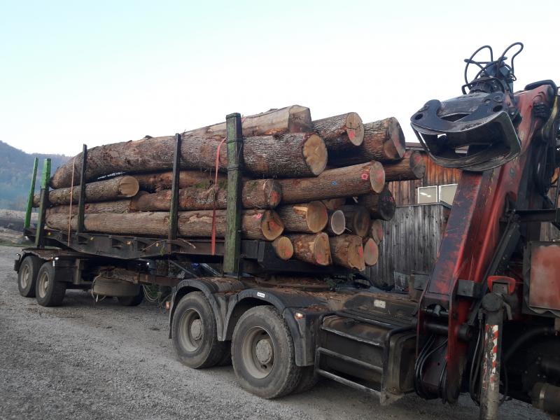 Oak Standing logs | Hardwood | Logs | FIGULI, s.r.o.